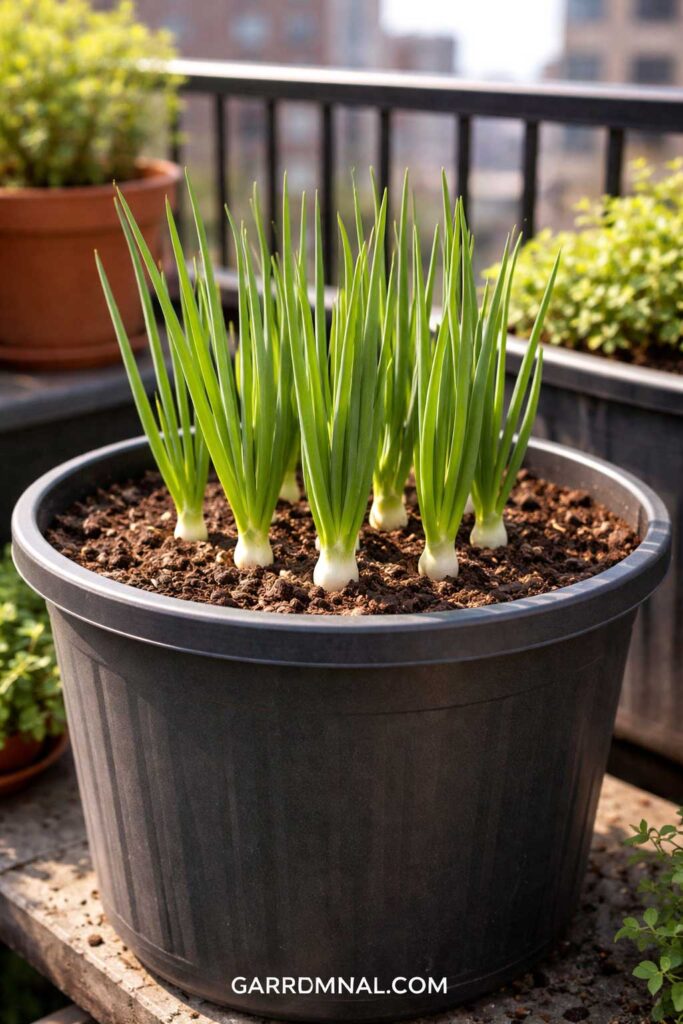 Plants You Can Grow In Containers